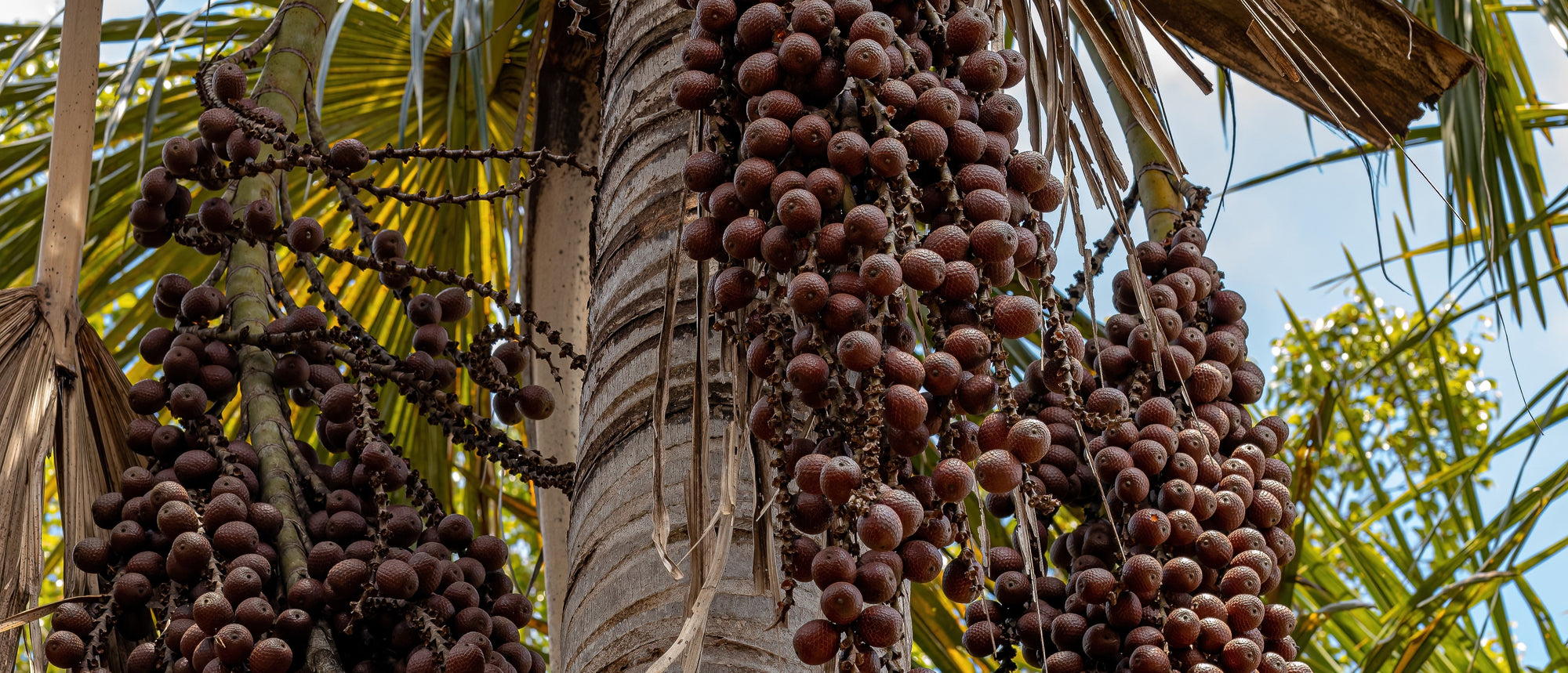 Buriti: a Árvore da vida que brota do cerrado – feito brasil